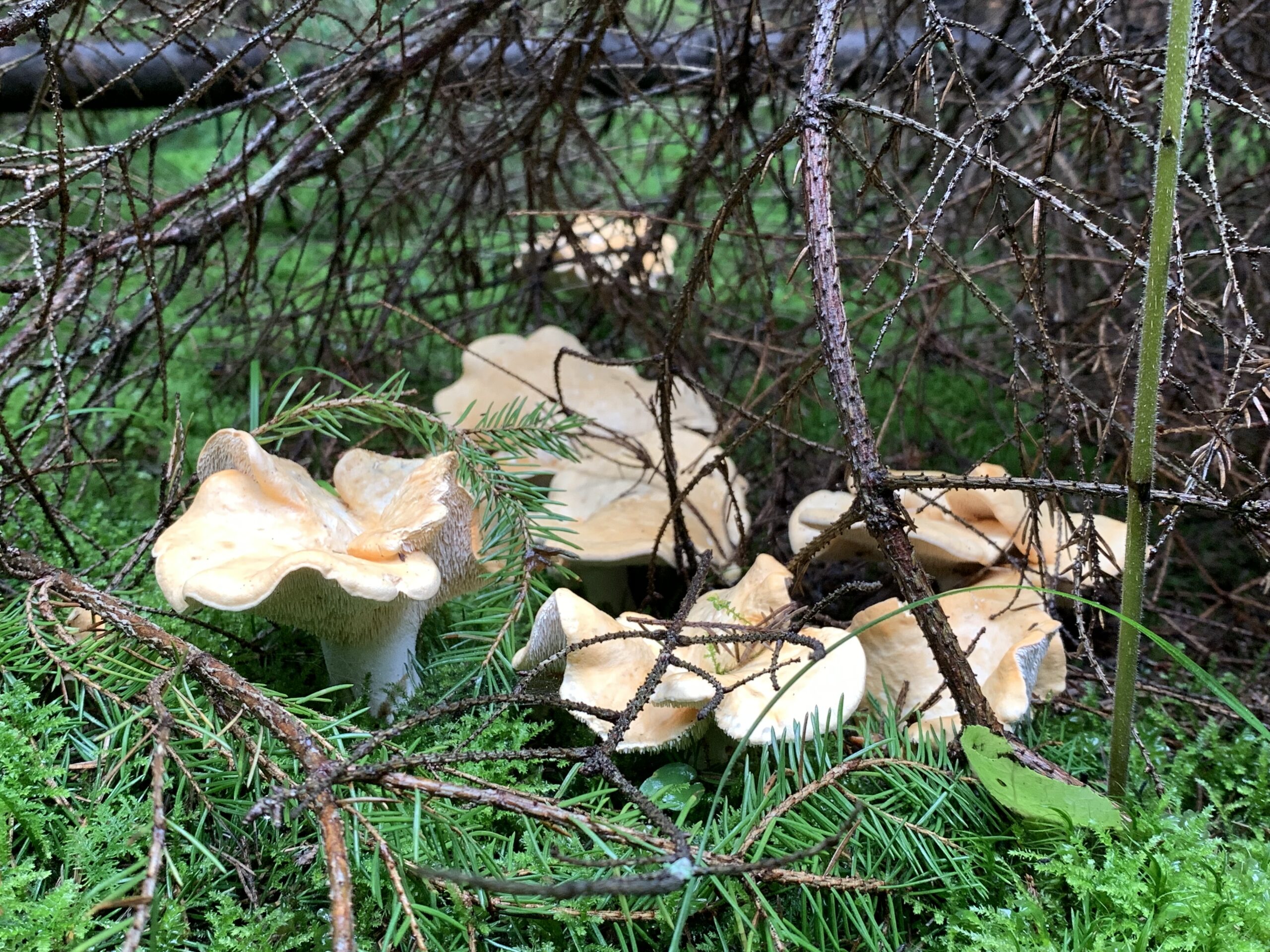 Svampvandring i Erstaviks naturreservat - Sörmlandsleden